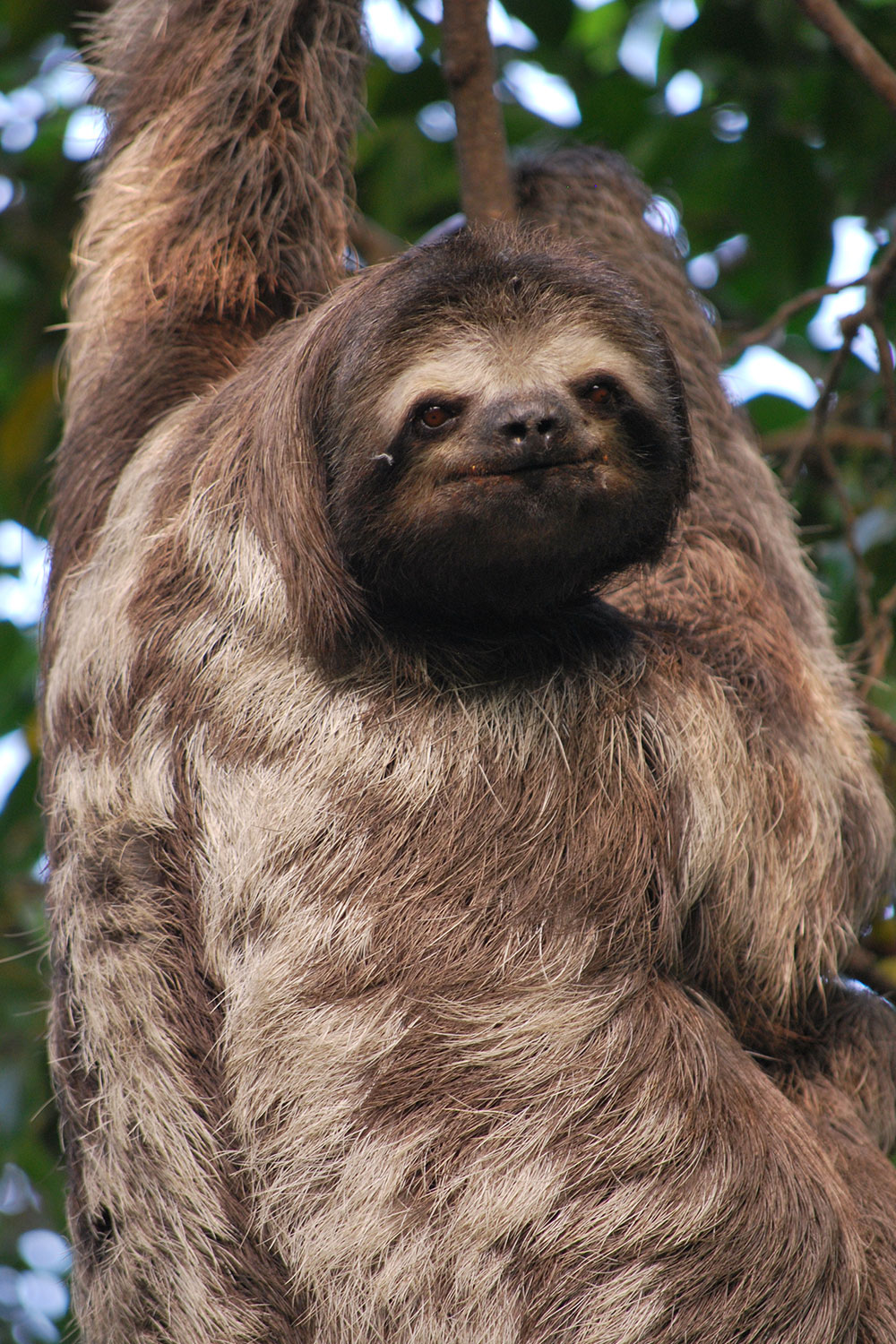 Mamíferos del Ecuador